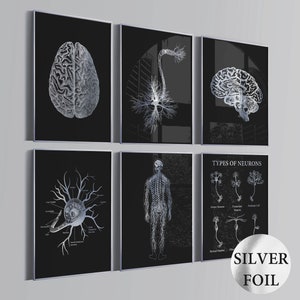 6 Neurology Art Brain Anatomy Poster Nervous System Nerve Cell ...
