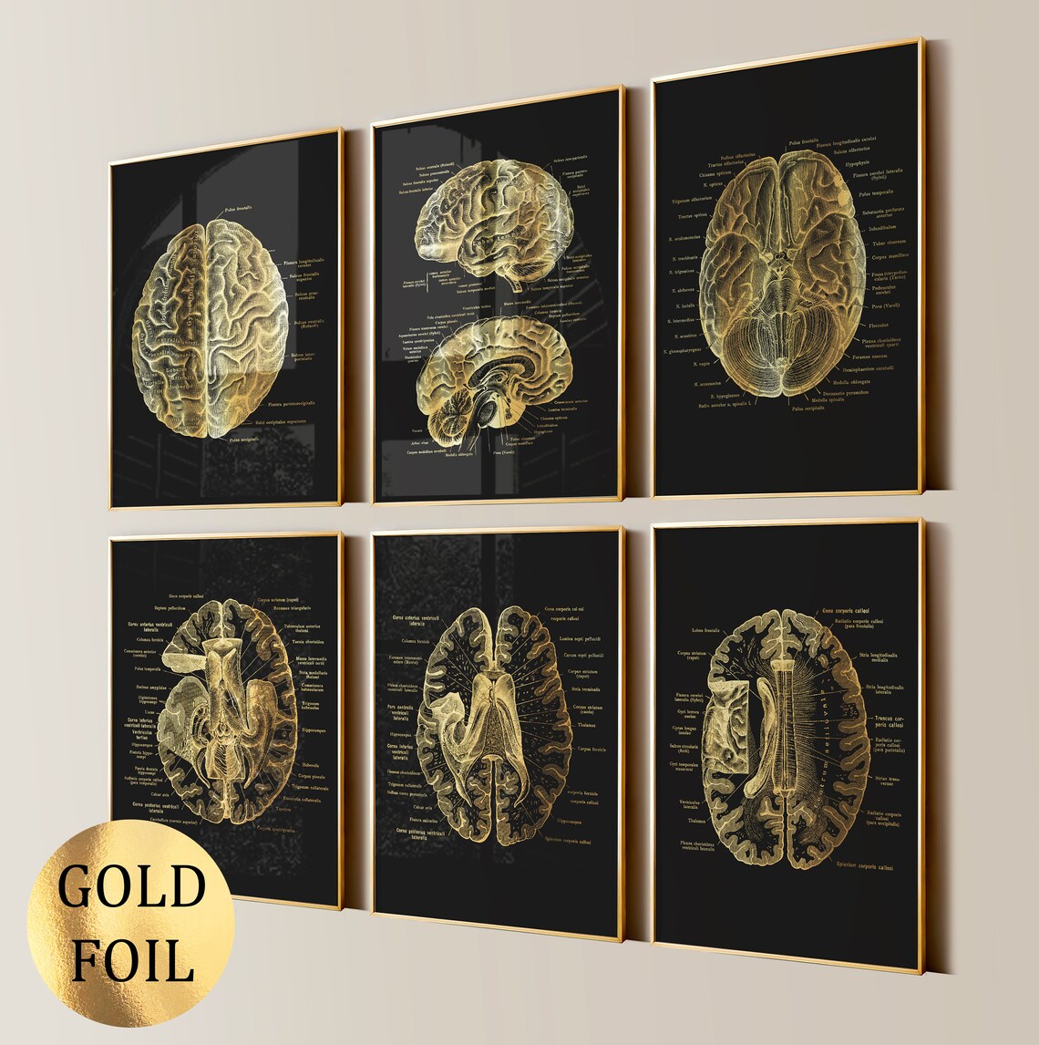Set 6 Gold Brain Anatomy Art Neuroscience Art Neurology Art Medical Art ...