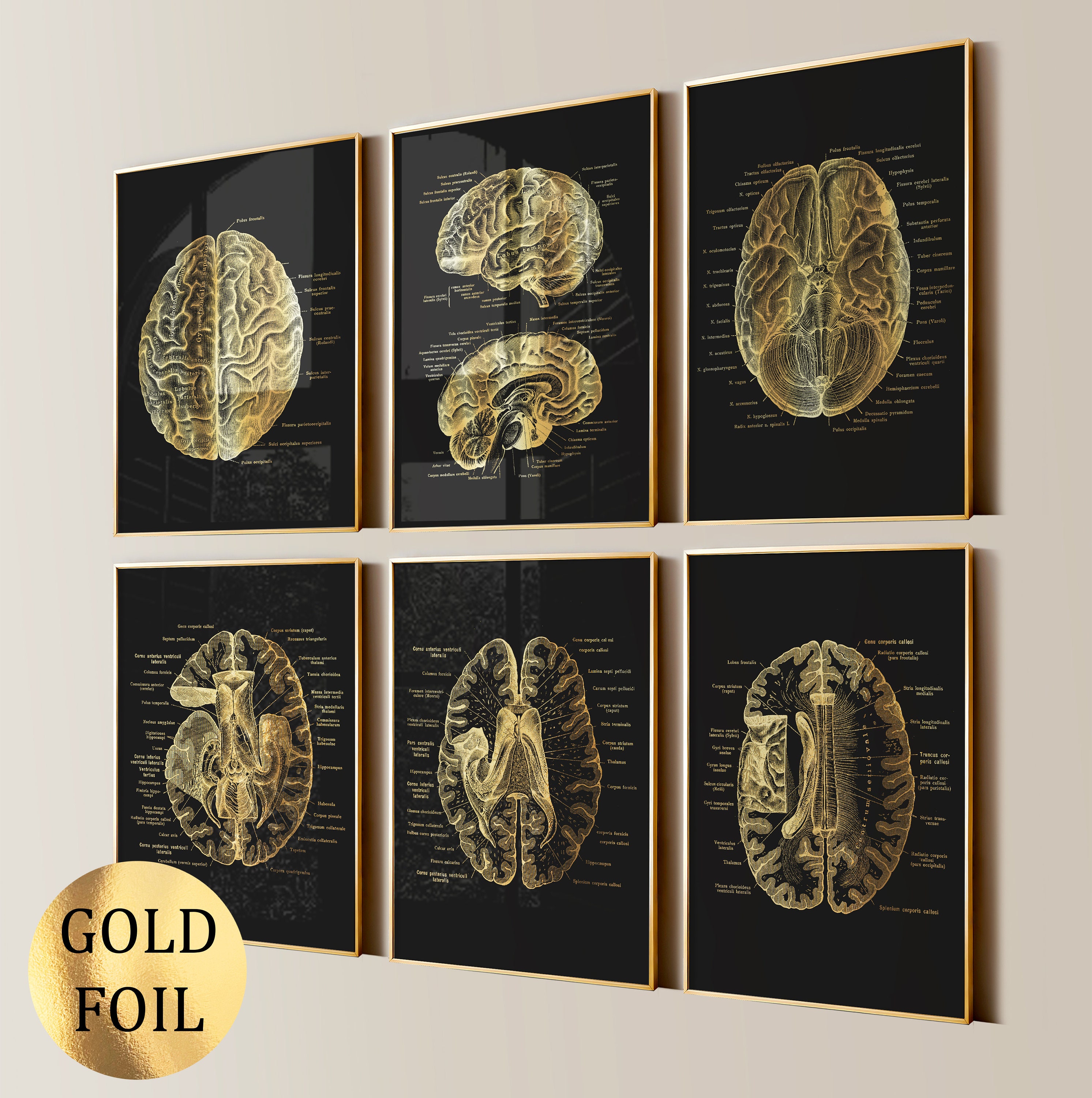 Set 6 Gold Brain Anatomy Art Neuroscience Art Neurology Art Medical Art ...