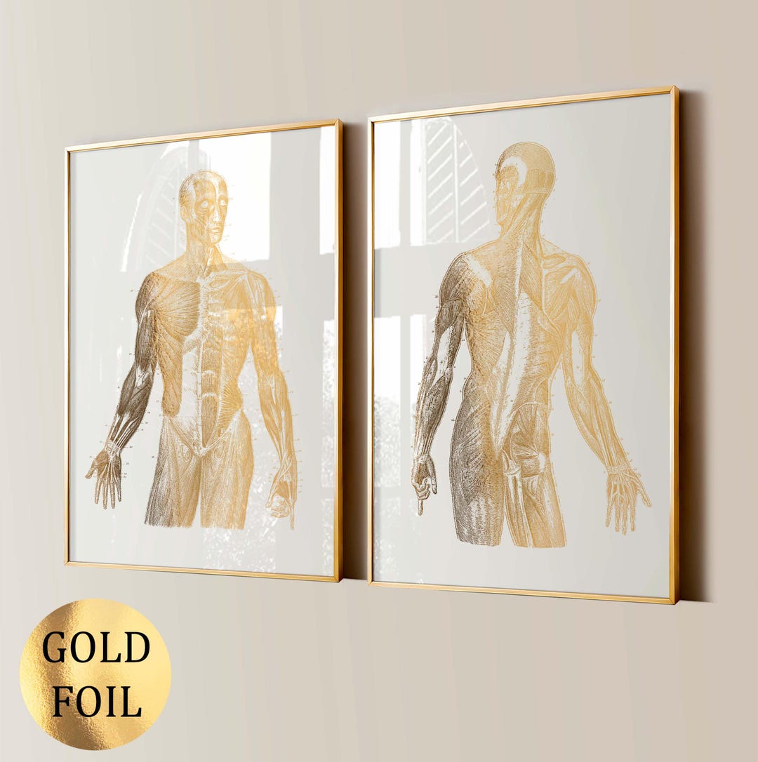 2 Gold Muscles Anatomy Art Muscular System Chart Body Structure Diagram ...