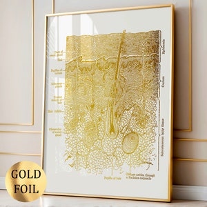 4 Dermatologist Gift Human Skin Anatomy Art Integumentary System Gold ...