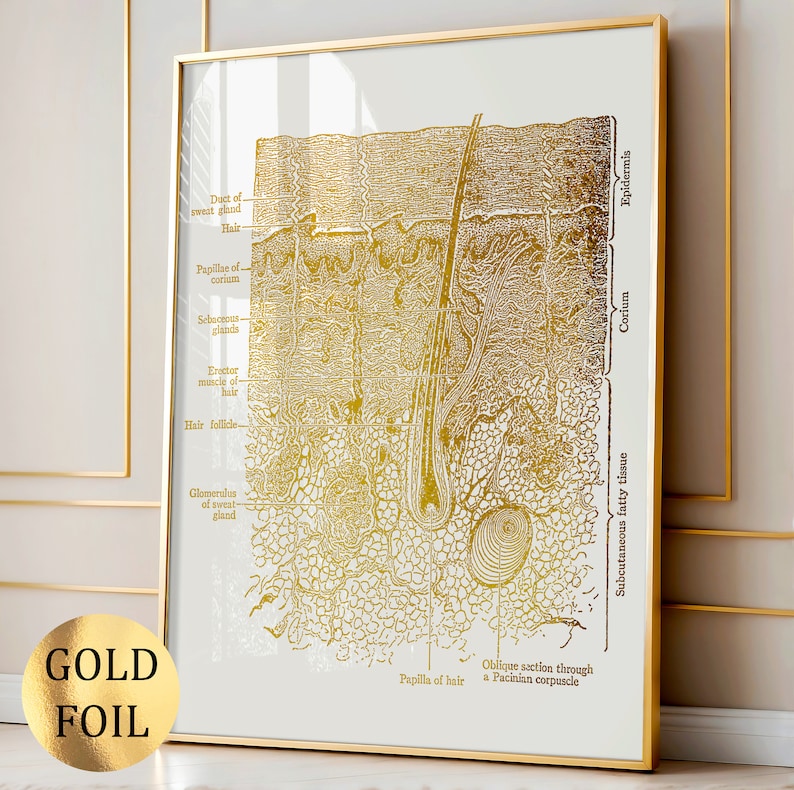 4 Dermatologist Gift Human Skin Anatomy Art Integumentary System Gold ...