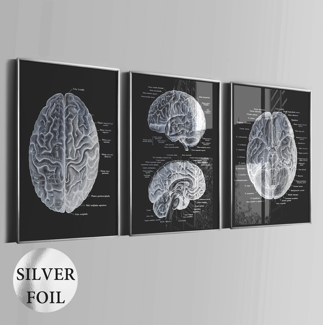 3 Anatomical Brain Posters Neurology Art Neuroscience Art Medical Art ...