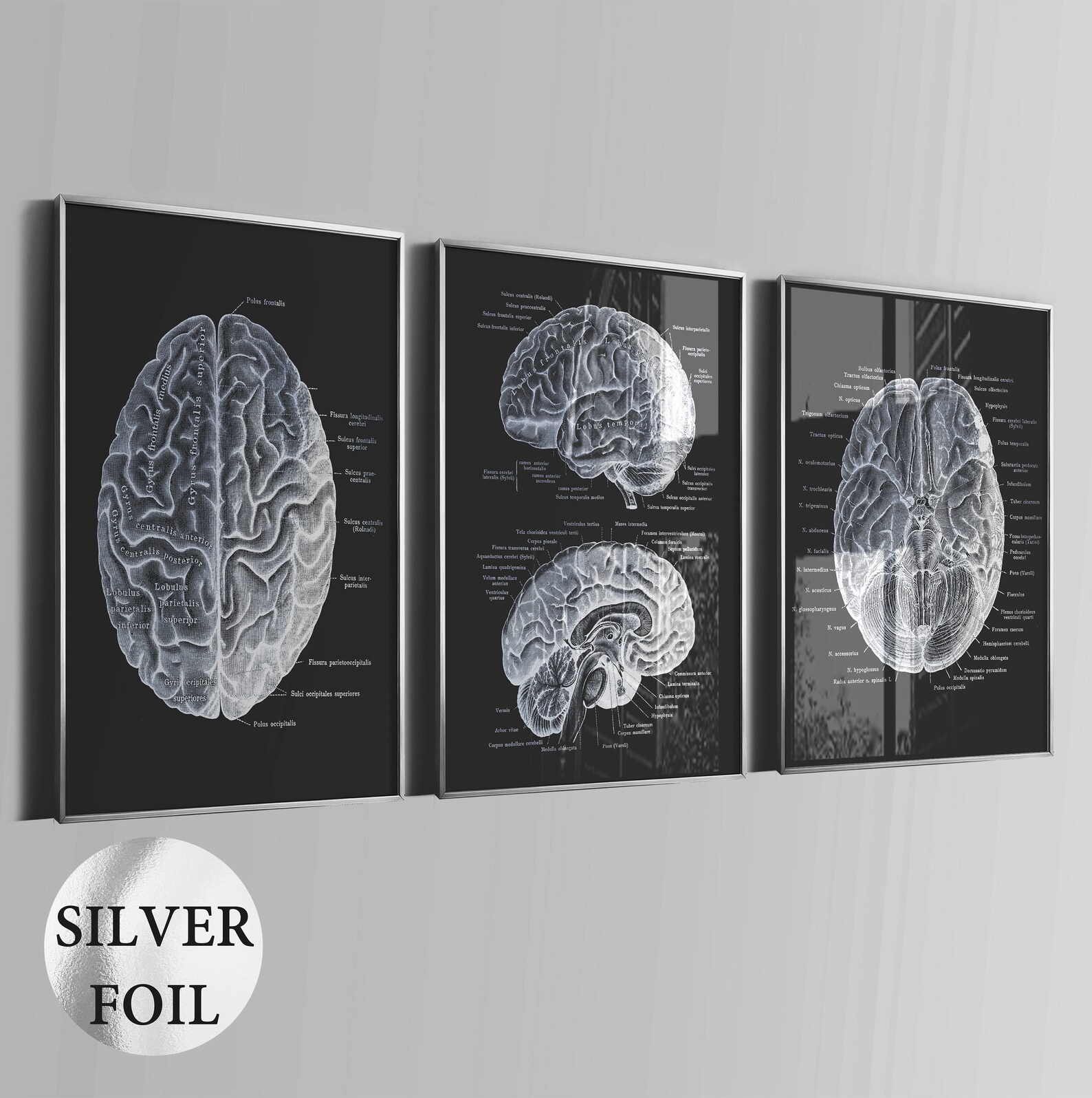 3 Anatomical Brain Posters Neurology Art Neuroscience Art Medical Art ...