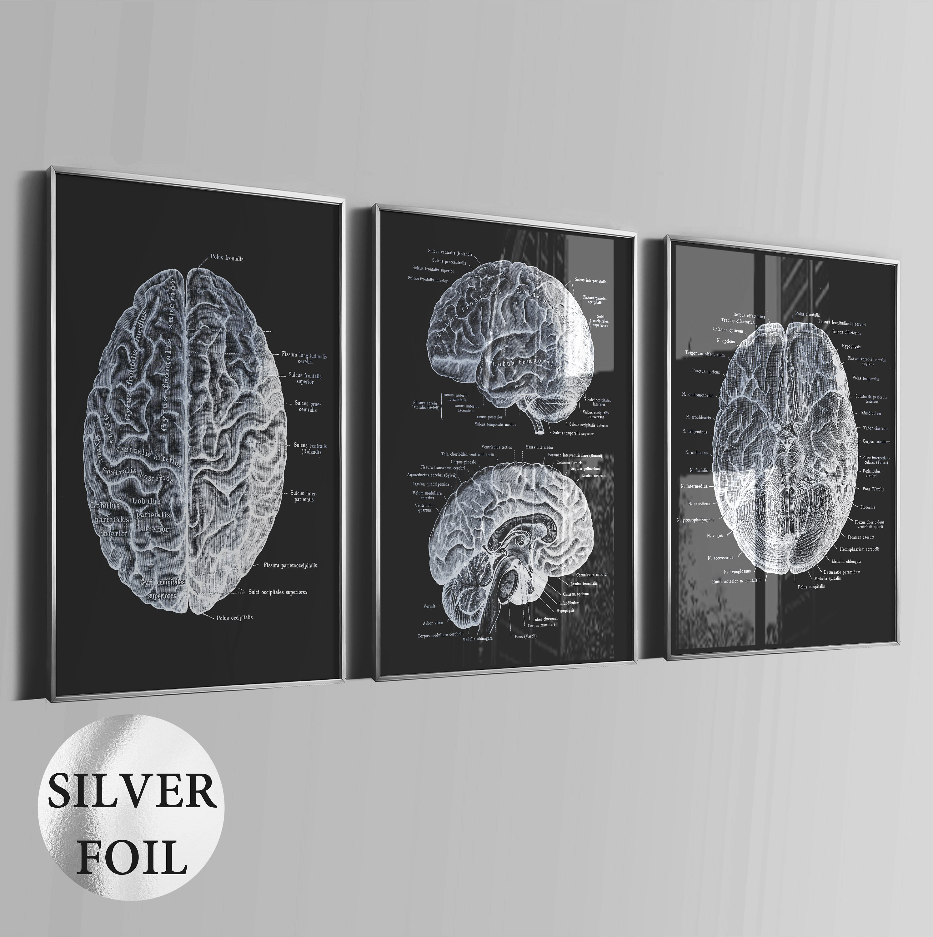 3 Anatomical Brain Posters Neurology Art Neuroscience Art Medical Art ...