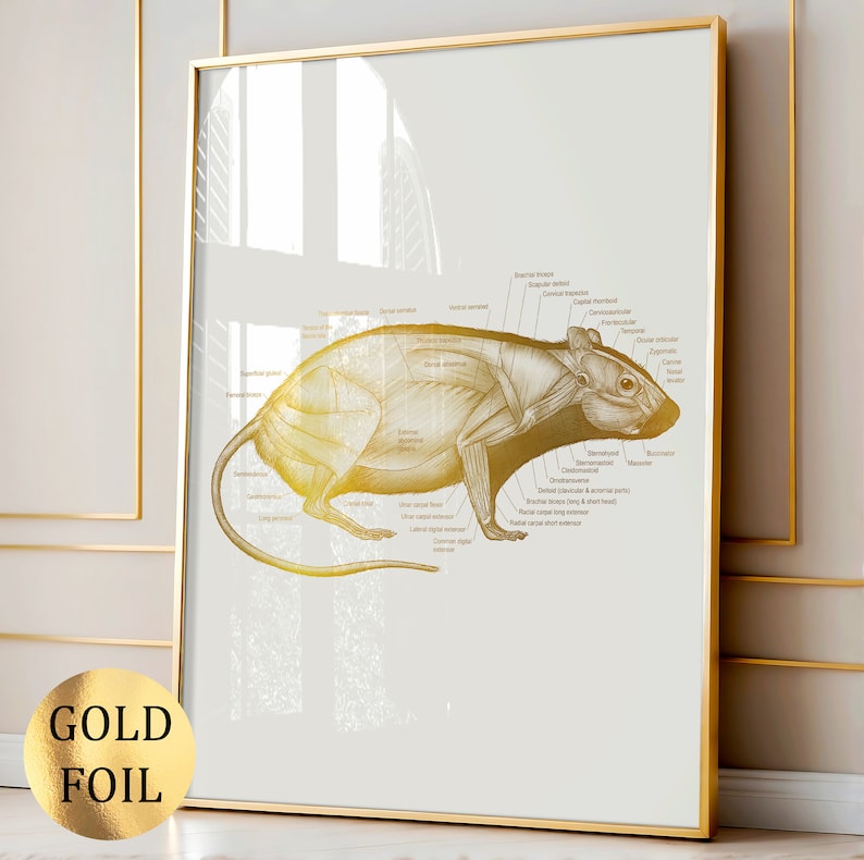 4 Rat Anatomy Art, Mouse Anatomy, Biology Art, Small Animal Anatomy ...