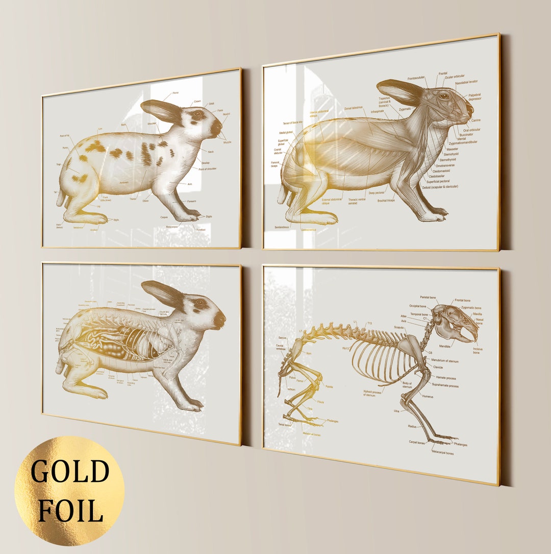 4 Rabbit Anatomy Art, Small Mammals Anatomy, Rabbit Biology, Animal ...