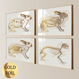 Rabbit Anatomy Art Prints in Gold Foil Set of 4 Small Animal Veterinary ...