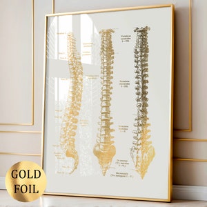 Set 6 Spine Posters Skeletal System Anatomy Vertebral Column Art ...