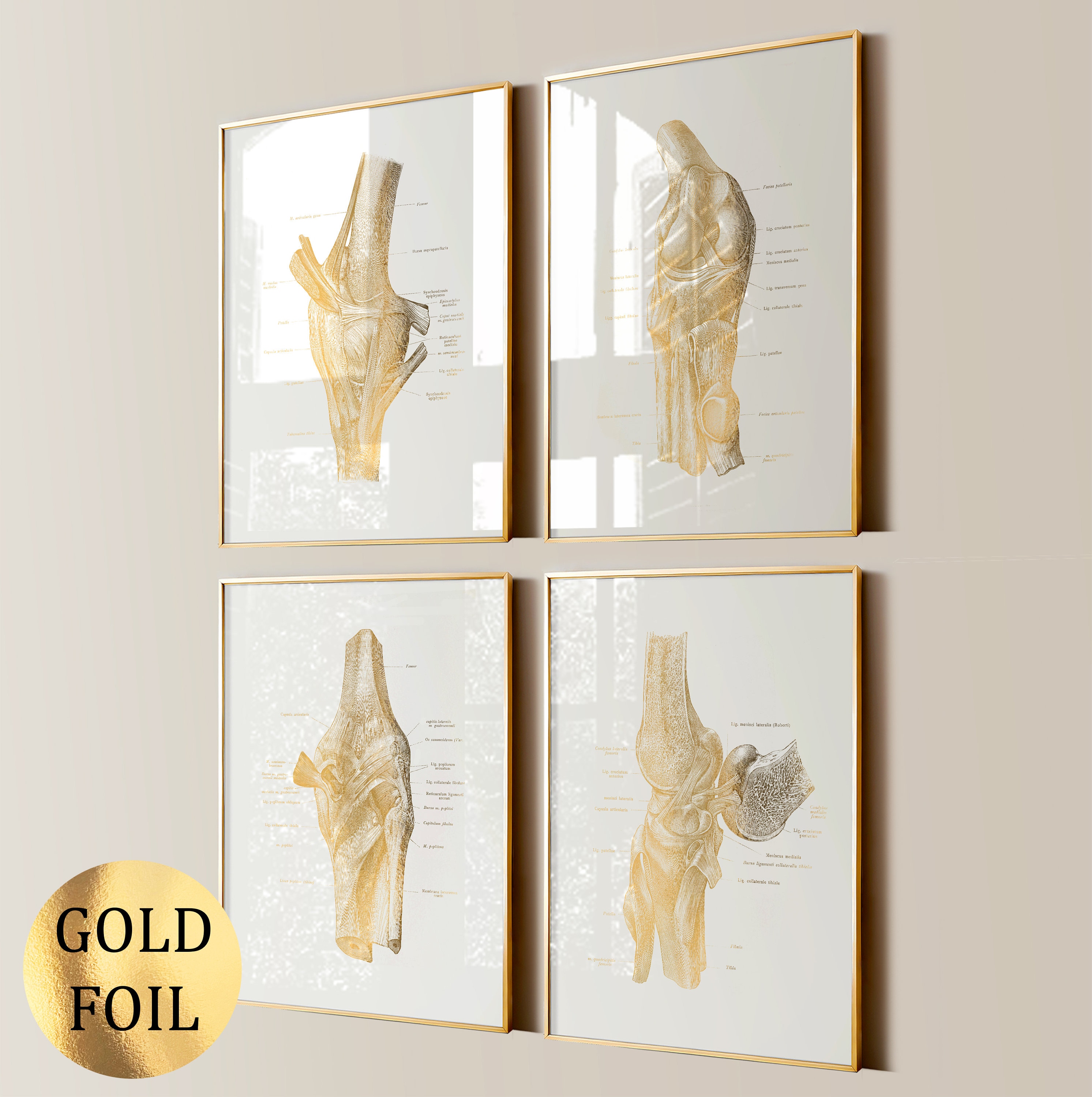 4 Gold Knee Anatomy Posters, Knee Joint, Gold Foil Print, Medical Art ...