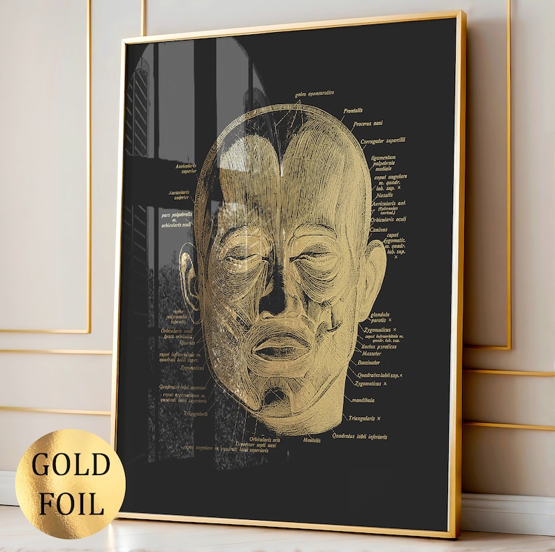 Set 6 Gold Anatomy Art Muscular System Posters Massage Clinic Wall ...