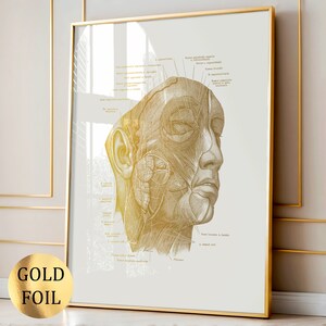 4 Face Anatomy Posters Facial Esthetics Art Facial Muscles Veins Head ...