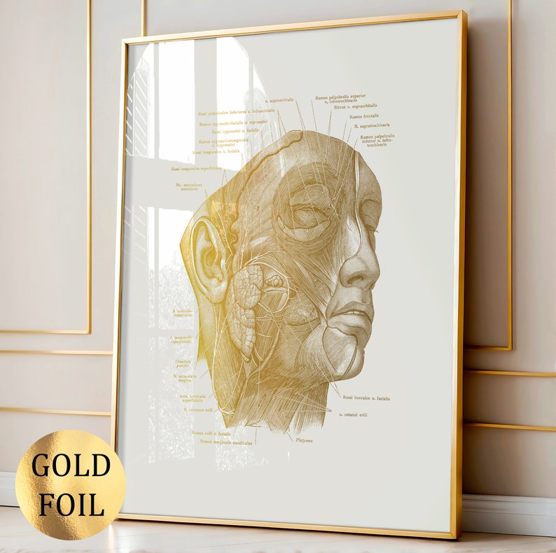 4 Face Anatomy Posters Facial Esthetics Art Facial Muscles Veins Head ...