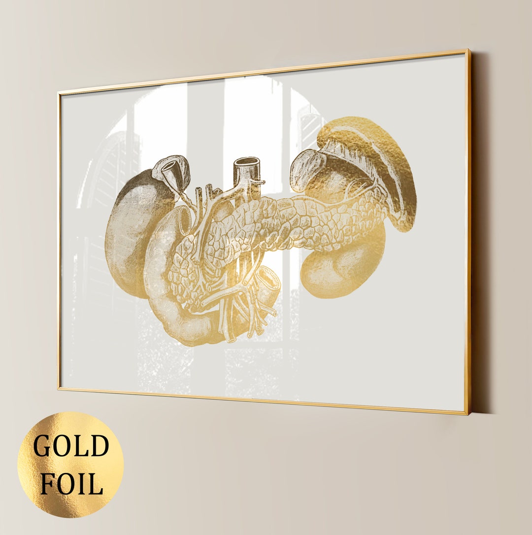 Pancreas Art Anatomy Art Madical Poster Clinic Wall Decor Digestive ...