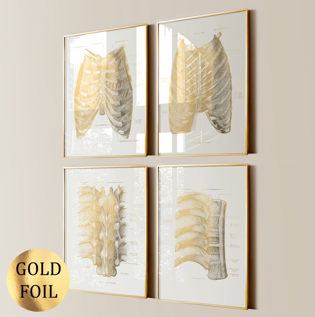 4 Rib Cage Anatomy Posters Thoracic Cage Print Skeletal System Medical ...