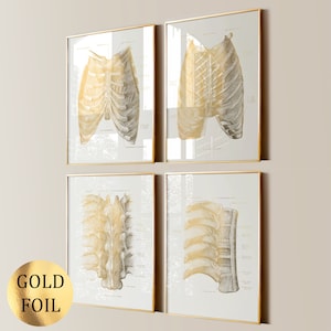 4 Rib Cage Anatomy Posters Thoracic Cage Print Skeletal System Medical ...