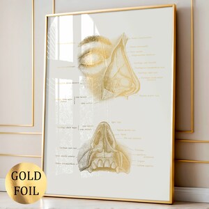 6 Nose Anatomy Posters Olfactory System Organs of Smell Diagram Nose ...