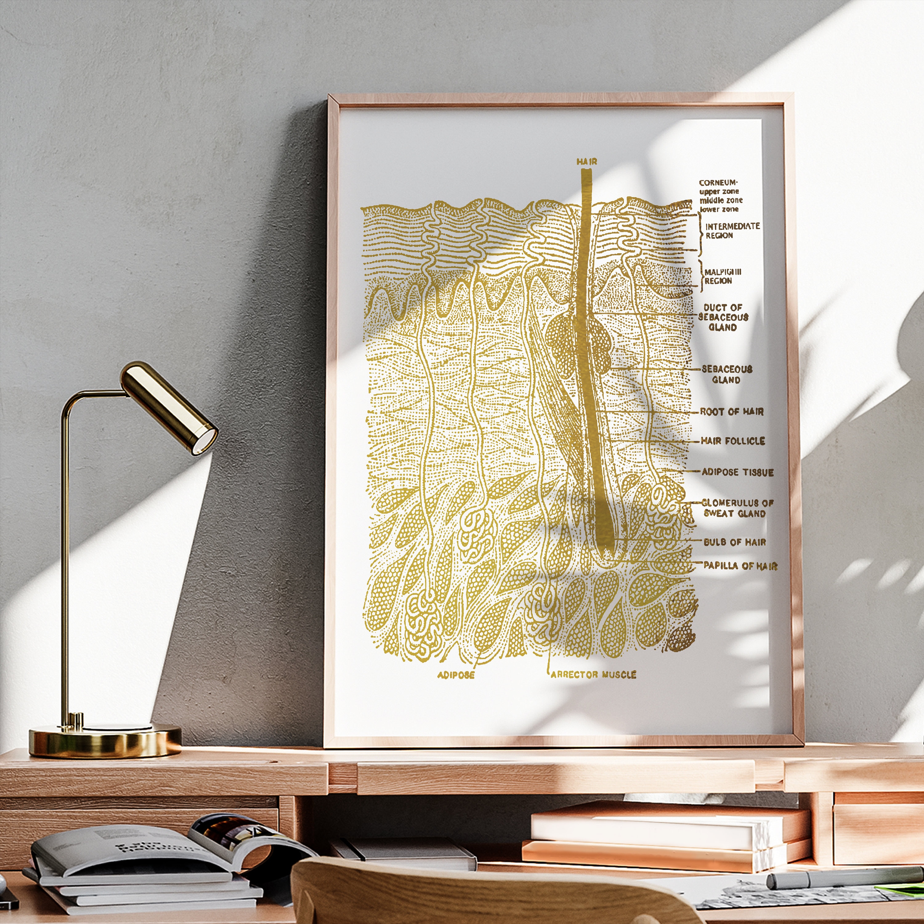 Skin Anatomy Art Labeled Skin Layers Poster Medical Art Dermatology Art ...