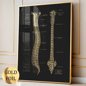 Set 6 Spine Anatomy Posters Vertebral Column Print Vertebrae Art ...