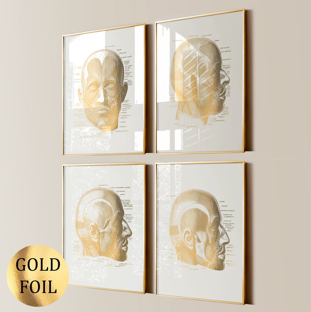 4 Face Anatomy Posters, Gold Foil Print, Medical Art, Science Art ...
