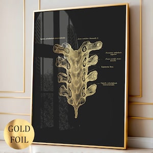 Set 6 Spine Anatomy Posters Vertebral Column Print Vertebrae Art ...