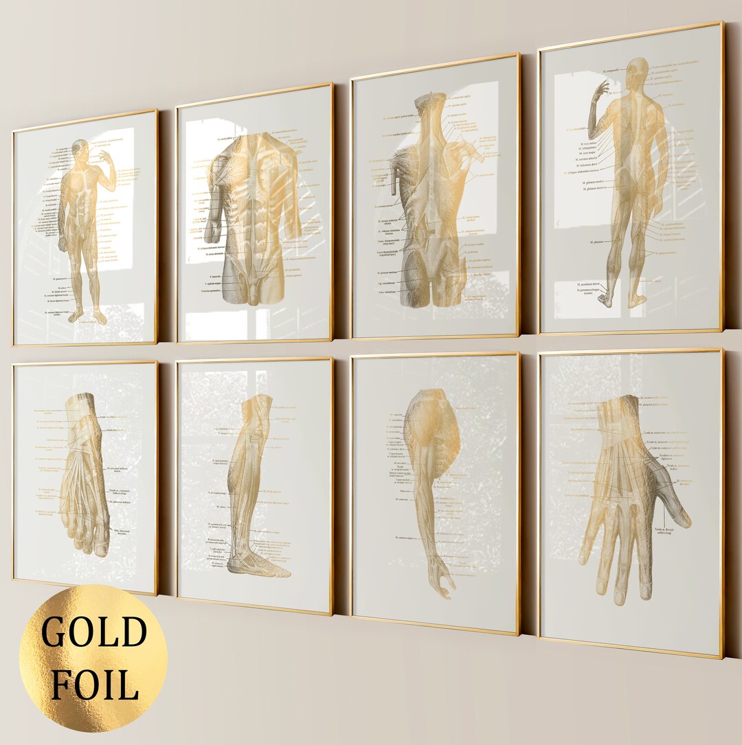 8 Muscle Anatomy Art Labeled Muscular System Poster Medical Art ...