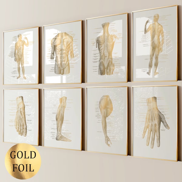 Muscle Anatomy - Etsy