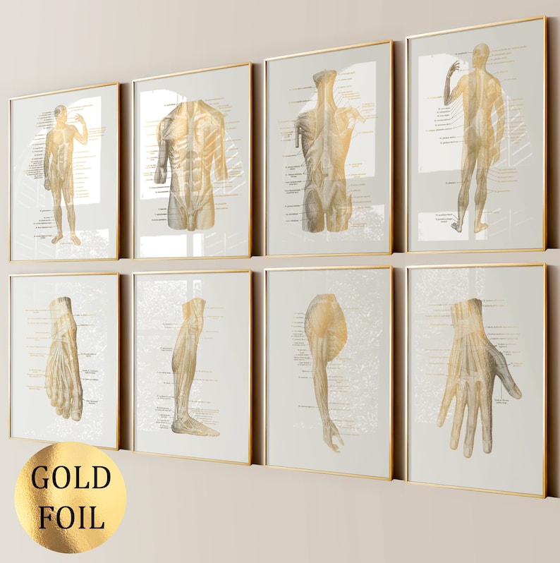 8 Muscle Anatomy Art Labeled Muscular System Poster Medical Art ...