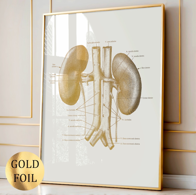 Set 4 Kidneys Anatomy Art, Internal Organs Posters, Medical Art ...
