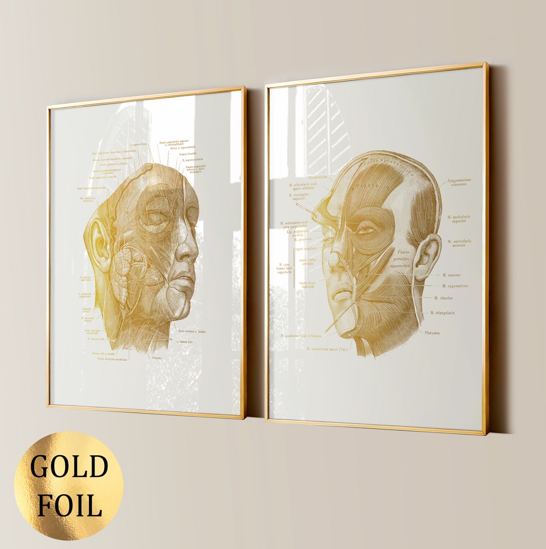 2 Face Anatomy Art, Labeled Facial Muscles, Facial Treatment, Facial ...