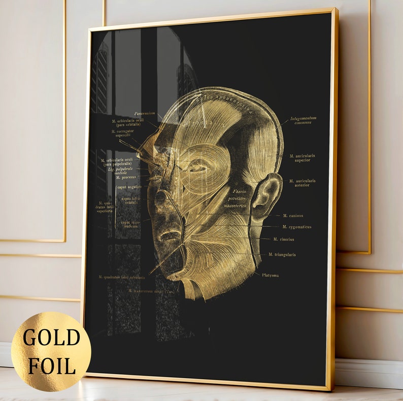 12 Gold Anatomy Posters Muscular System Diagram Medical Art Massage ...