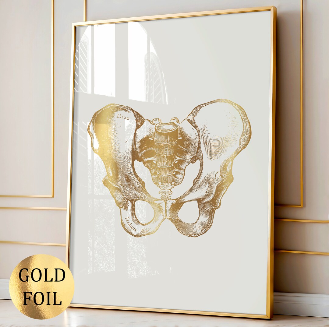 Pelvis Anatomy Art Medical Art Orthopedic Art Skeletal System Art ...