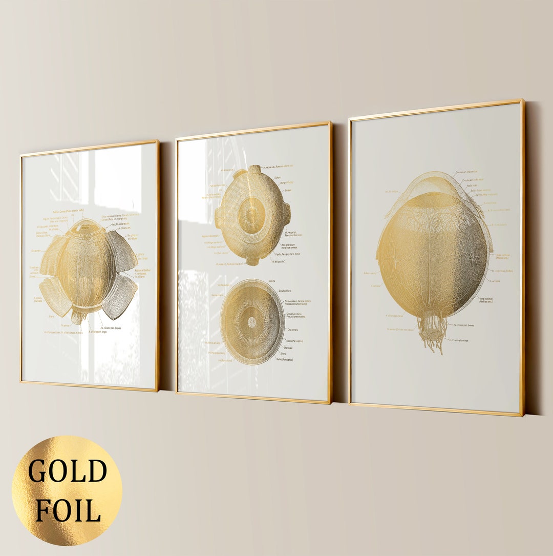 3 Eye Anatomy Posters, Gold Foil Print, Medical Art, Ophthalmologist ...