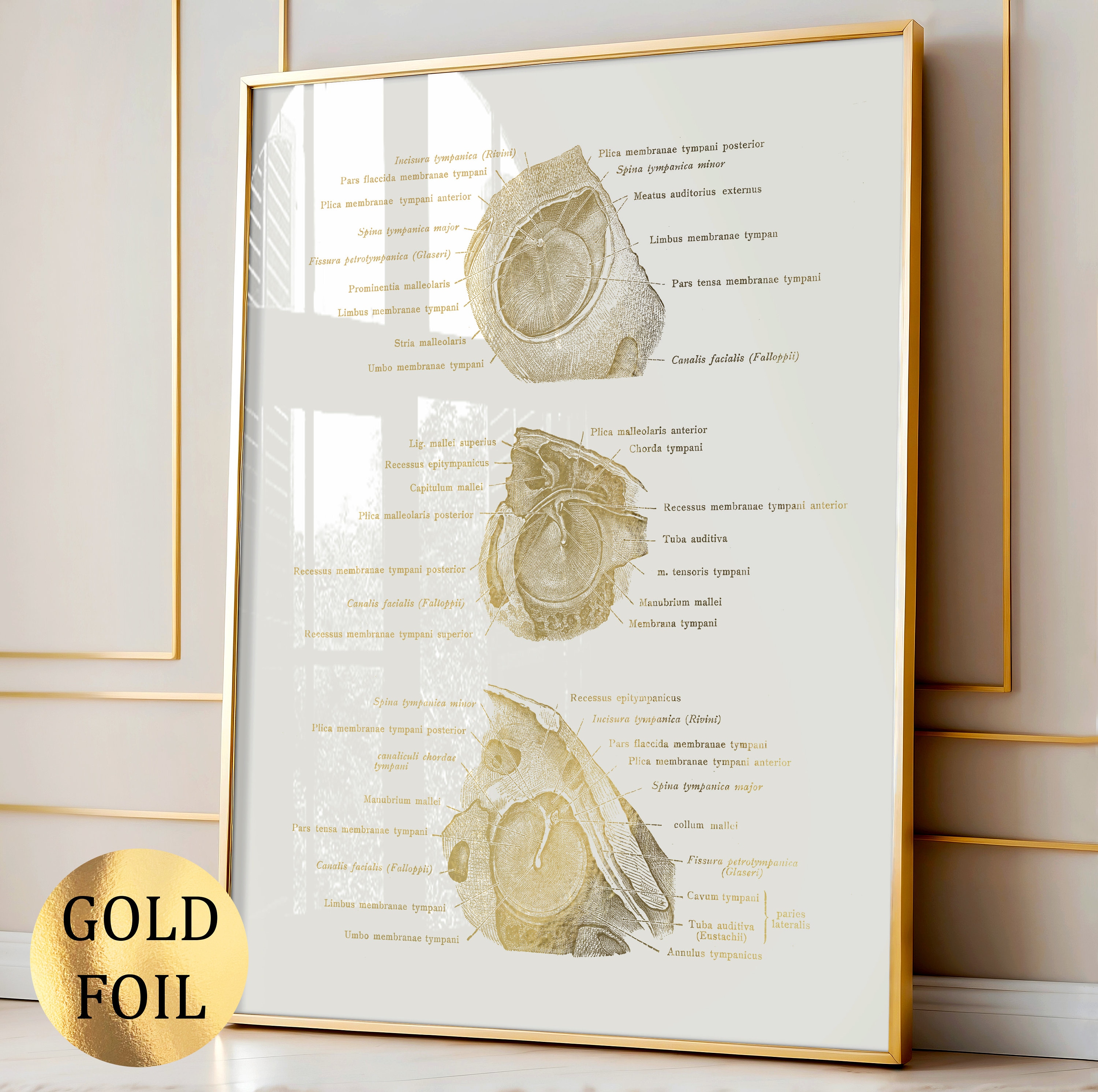 Set 6 Ear Anatomy Art Audiology Poster Medical Art Inner Ear Diagram ...