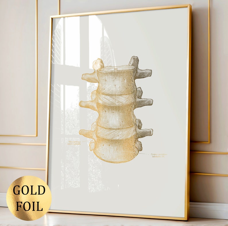 3 Gold Vertebral Column Anatomy Art Orthopedic Art Medical Art Skeletal ...