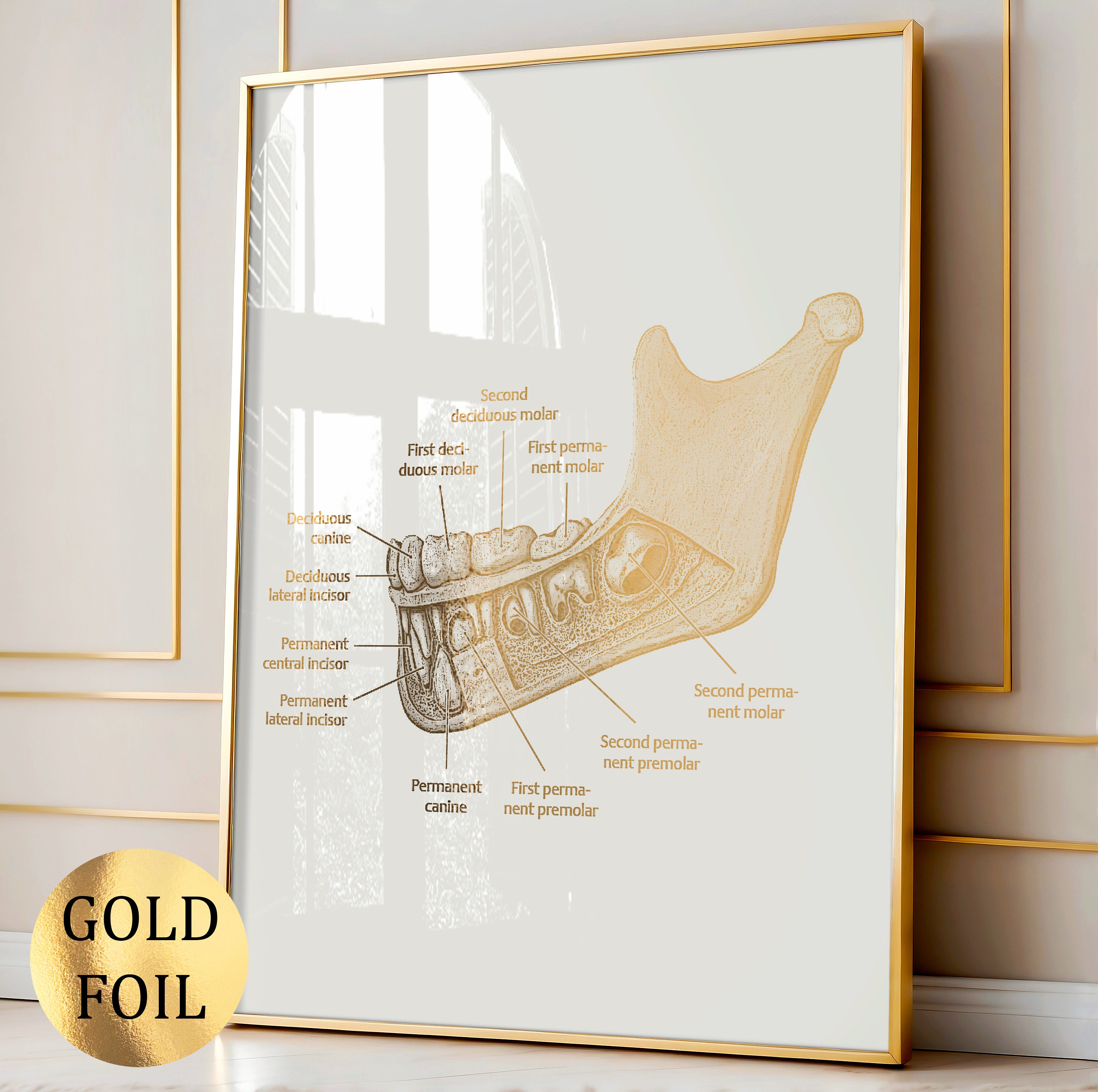 6 Dental Anatomy Posters, Tooth Anatomy, Orthognathic Anatomy, Dental ...