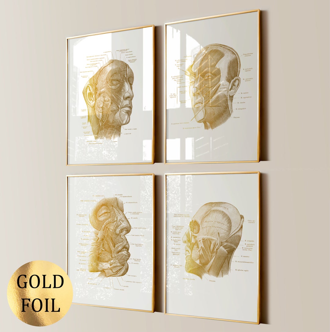 4 Face Anatomy Posters Facial Esthetics Art Facial Muscles Veins Head ...