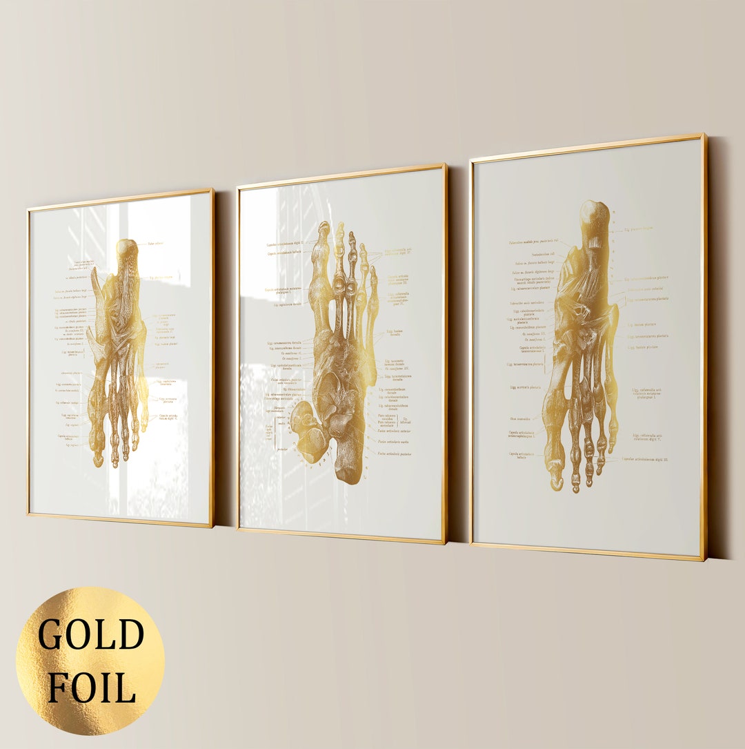 3 Foot Anatomy Posters, Foot Bones, Medical Art, Orthopedic Gift, Foot ...