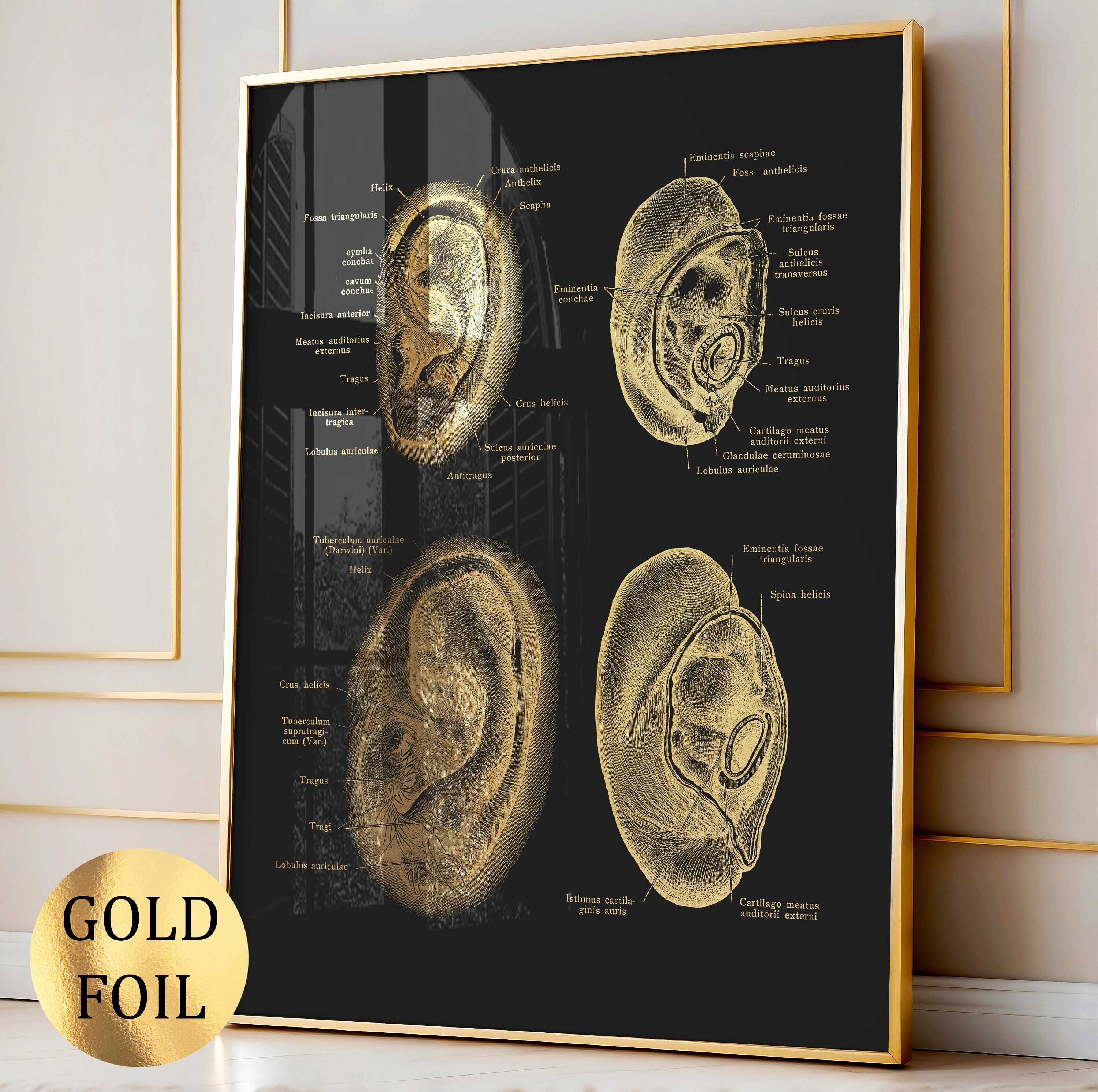 6 Human Ear Anatomy Art Audiology Poster Gold Medical Art Inner Ear ...