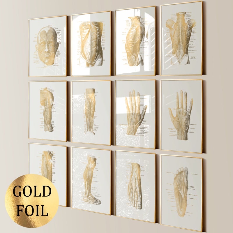 Anatomy Home Decor - Etsy