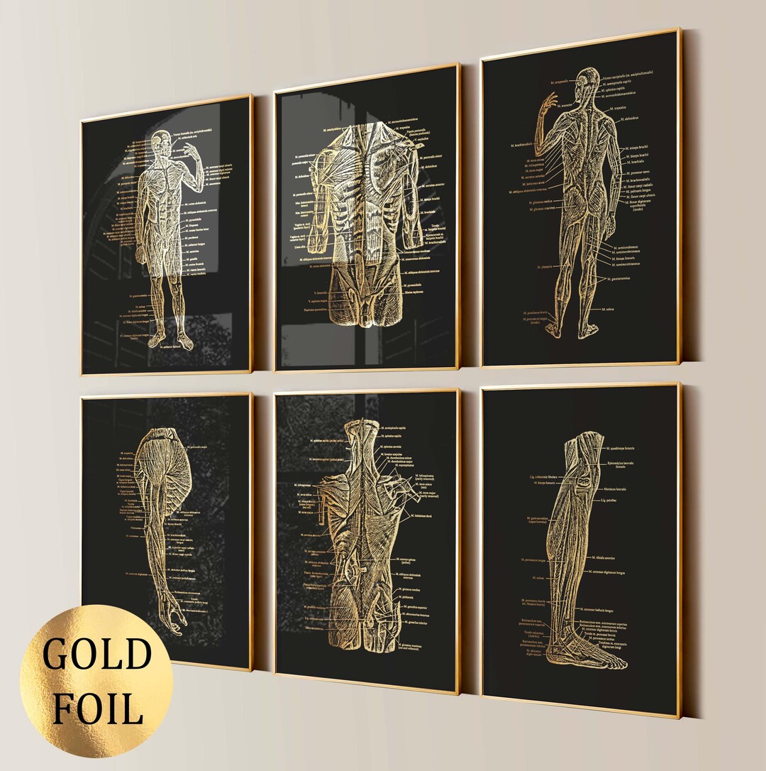 Gold Foil Human Muscular System Art Set of 6 Anatomy Prints Medical ...