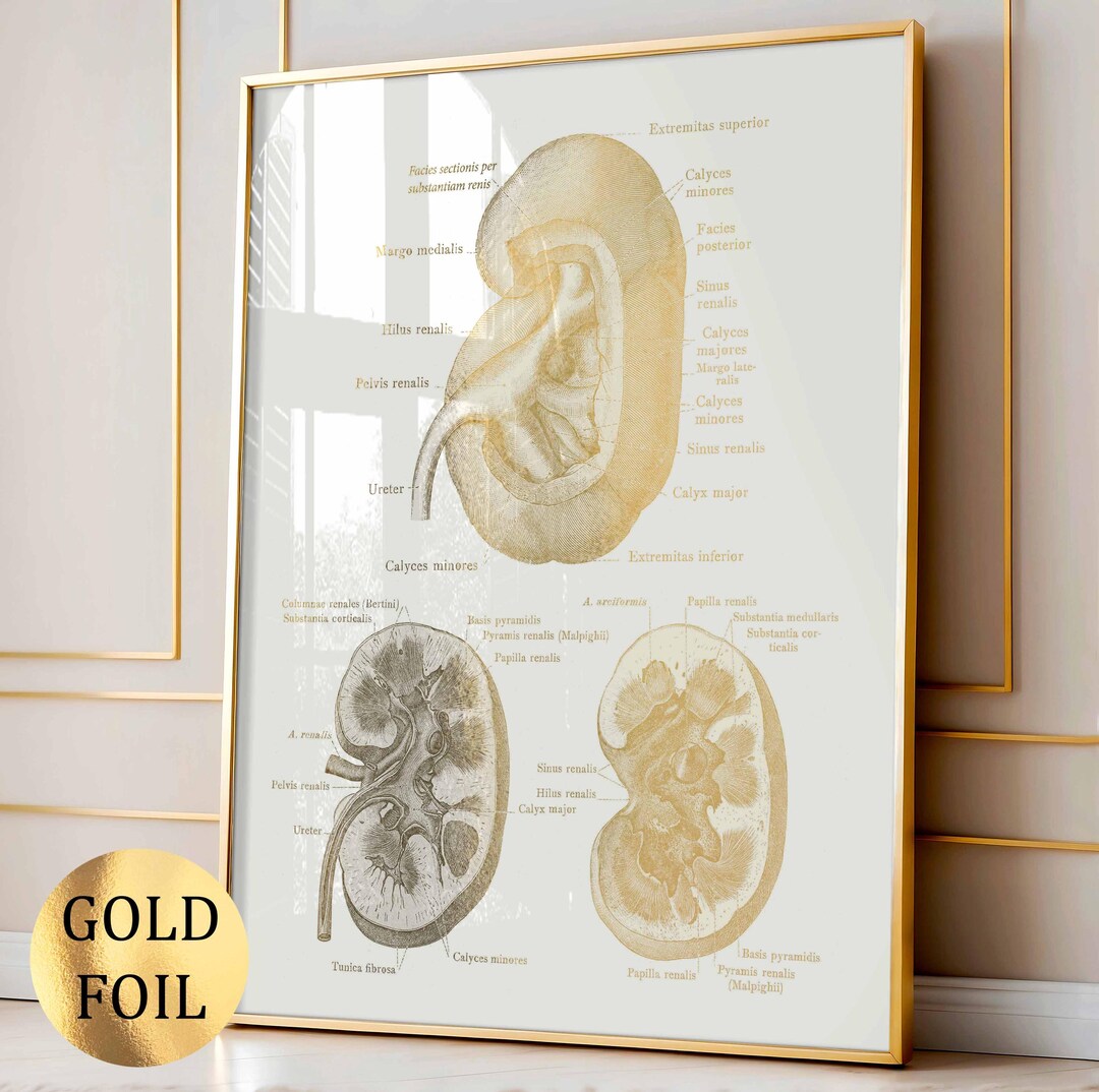 Kidneys Anatomy Poster Medical Art Urinary System Excretory System ...