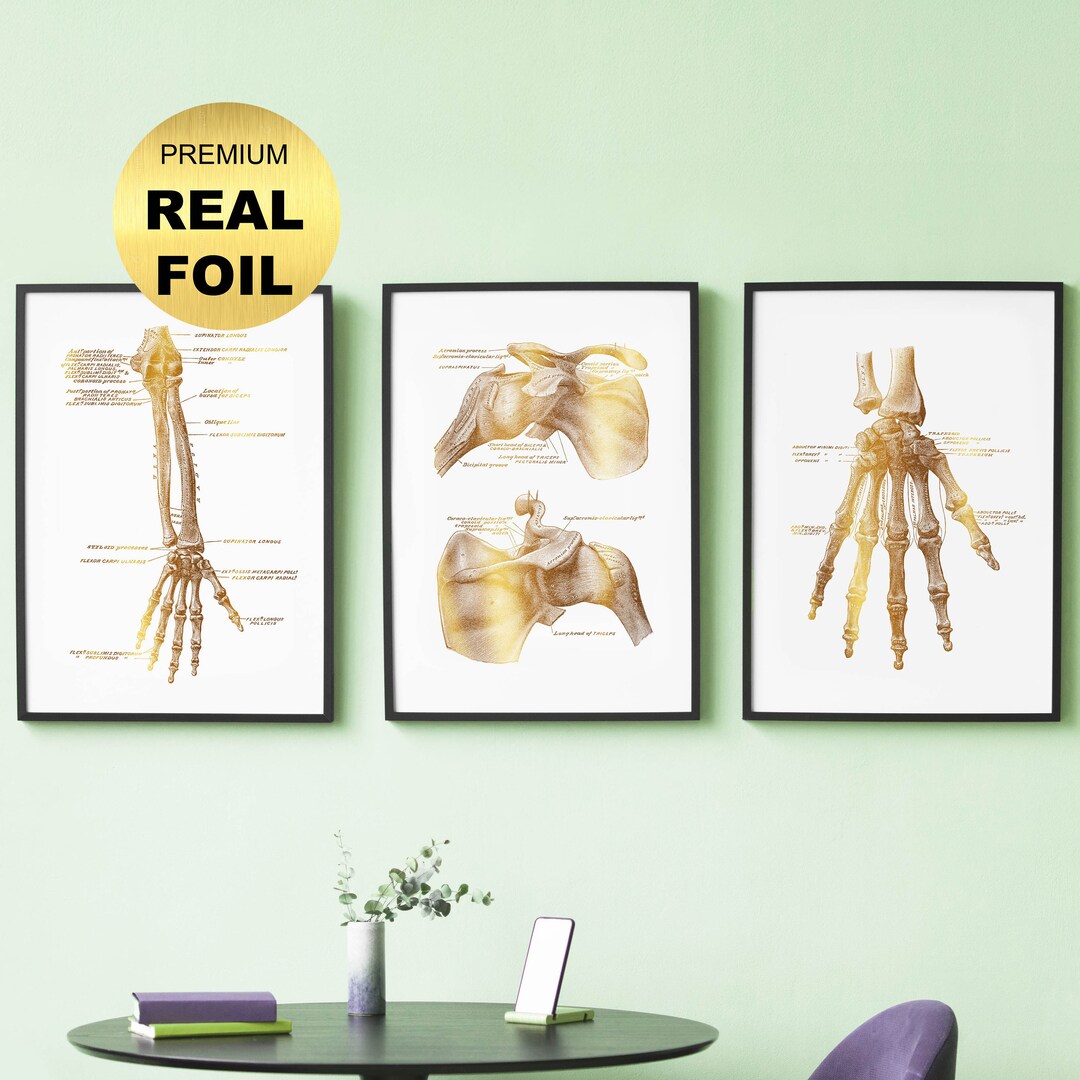 3 Gold Hand Anatomy Art Wrist Anatomy Diagram Medical Art Skeletal ...