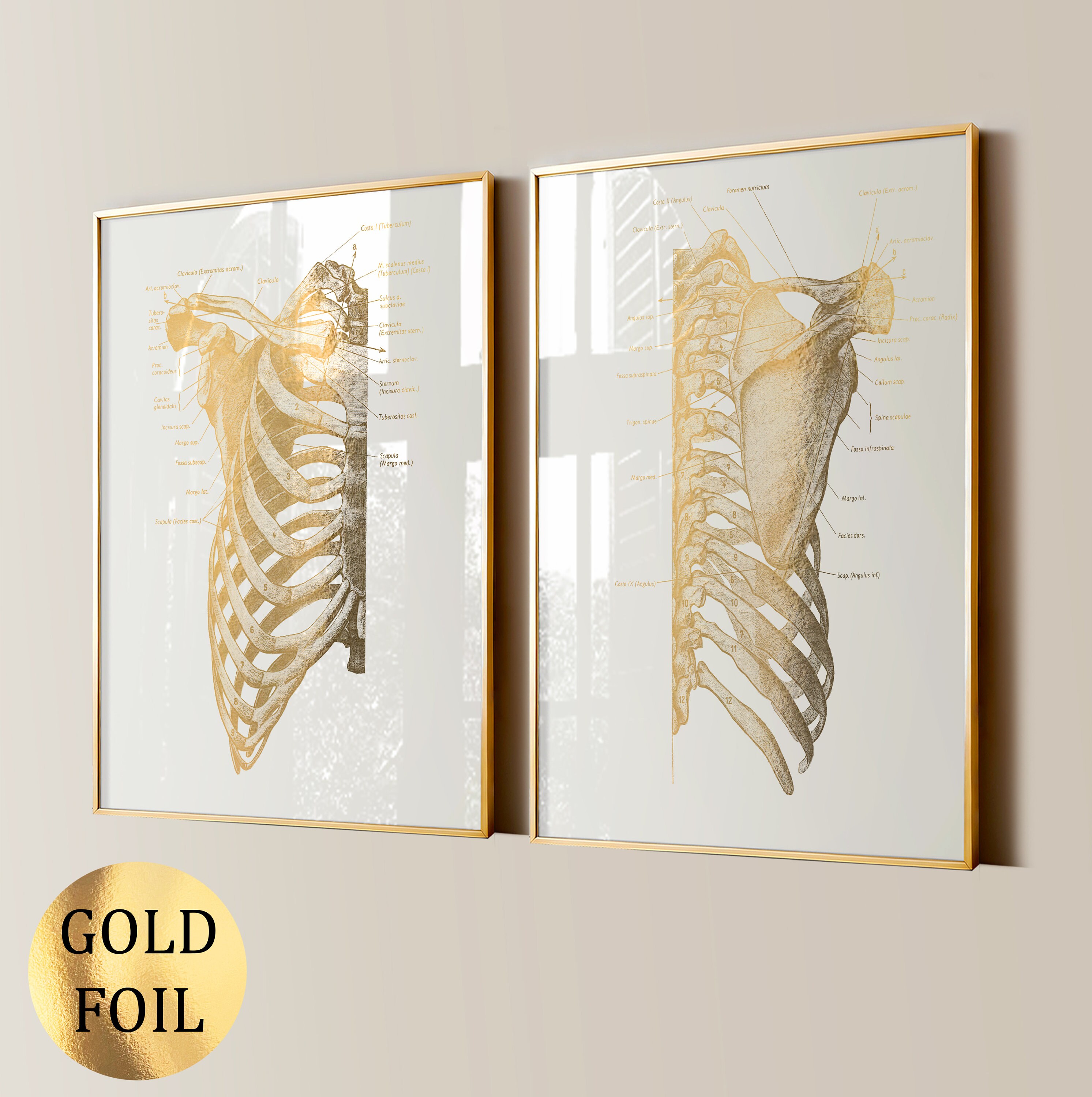 2 Gold Anatomy Art Labeled Skeletal System Poster Rib Cage Diagram ...