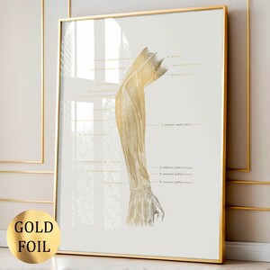 Set 8 Gold Muscular System Anatomy Art Medical Art Muscle Diagram ...