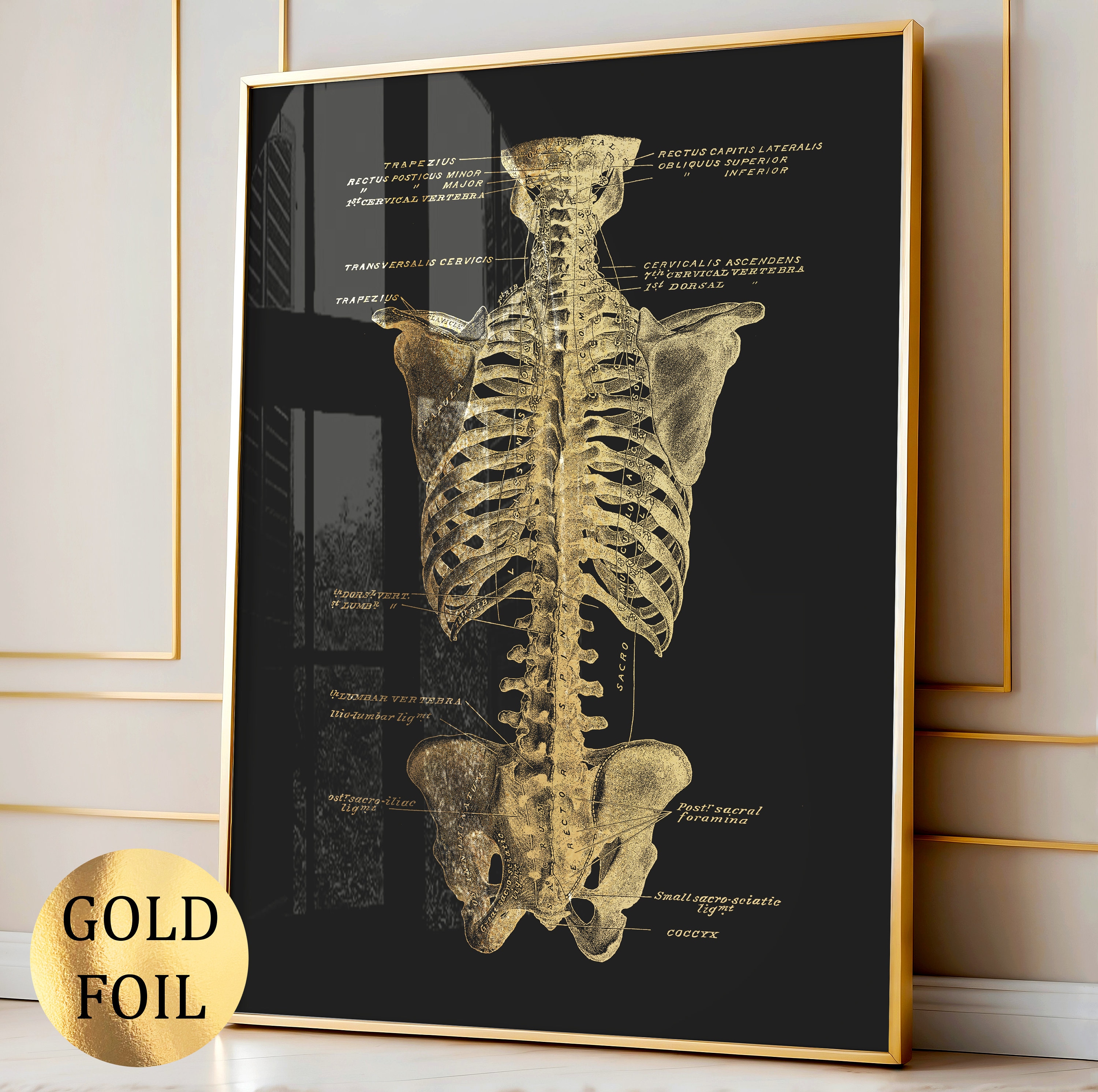 2 Skeleton Anatomy Art Medical Art Orthopedic Gift Skeletal System ...