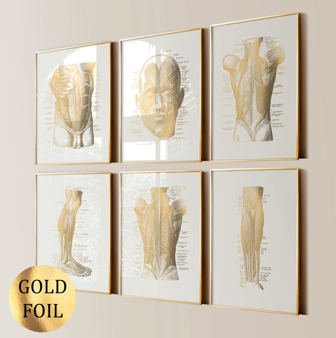 Set 6 Gold Muscular System Anatomy Art Medical Art Massage Clinic Decor ...