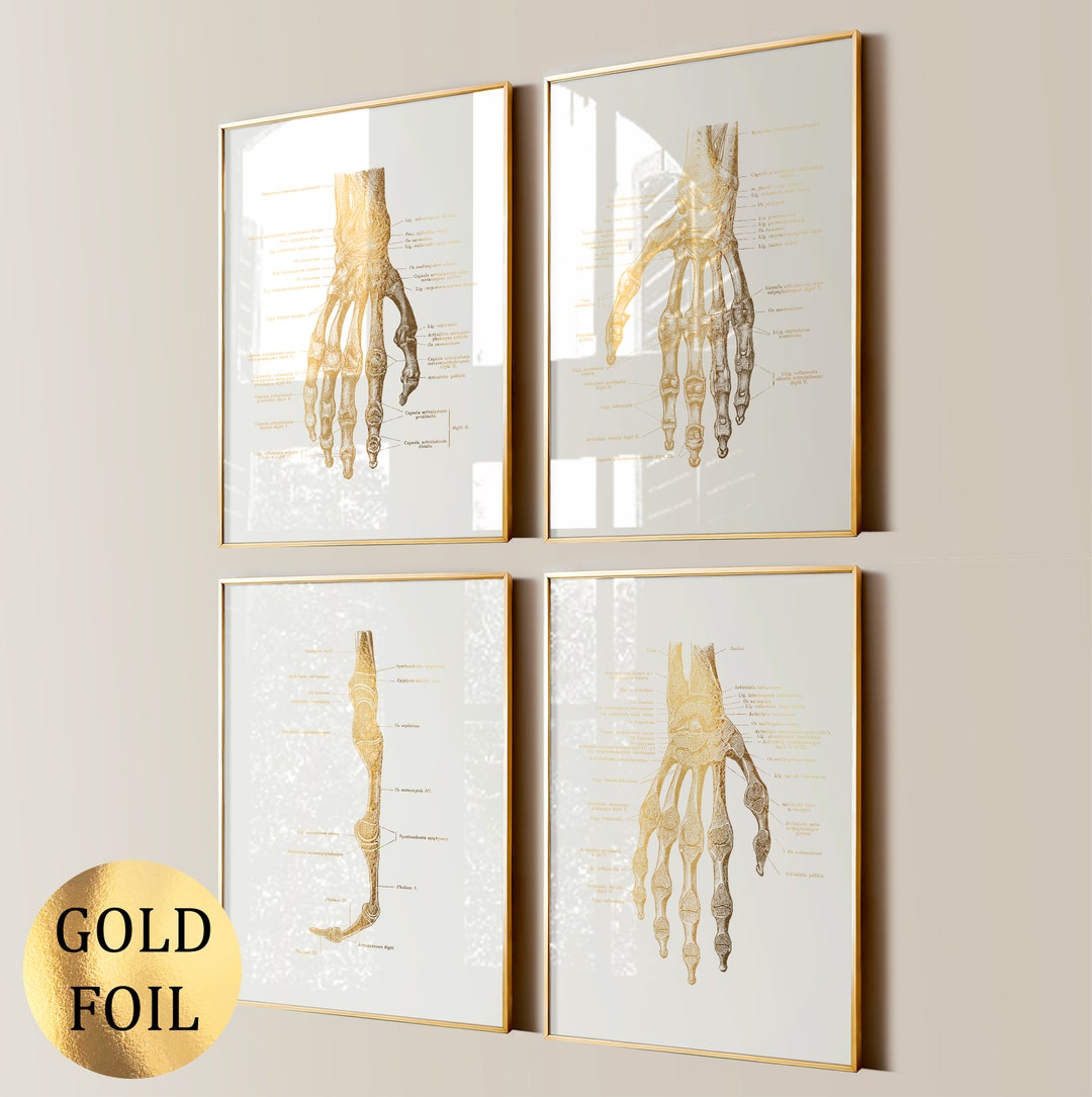 Set 4 Hand Anatomy Posters Palm Bones Diagram Wrist Anatomy Medical Art ...