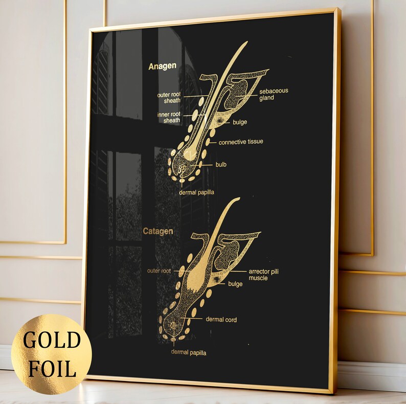 4 Human Hair Structure Posters Hail Follicle Diagram Hair Removal ...