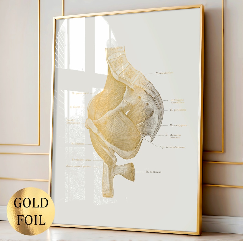 6 Gold Pelvis Anatomy Art, Pelvic Floor Posters, Labeled Pelvis Muscles ...